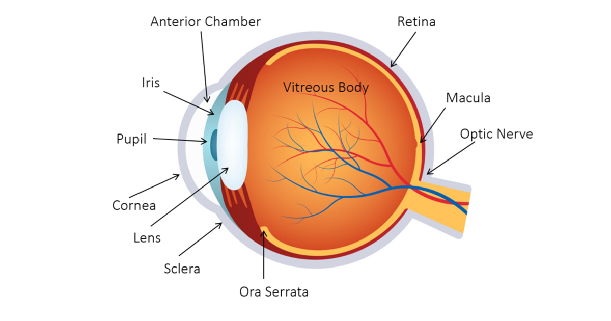 Understanding Ocular Anatomy And Embryology Vision Care ACADEMY Understanding Ocular Anatomy And Embryology Vision Care ACADEMY
